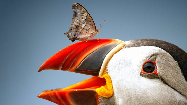 Fairy Tale Book Manipulation in Photoshop – Zenzdesign